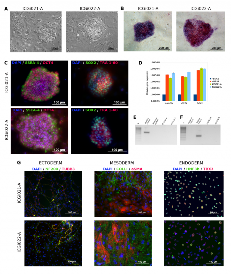 Control Ipsc Lines Zakian Lab Ipsc Collection
