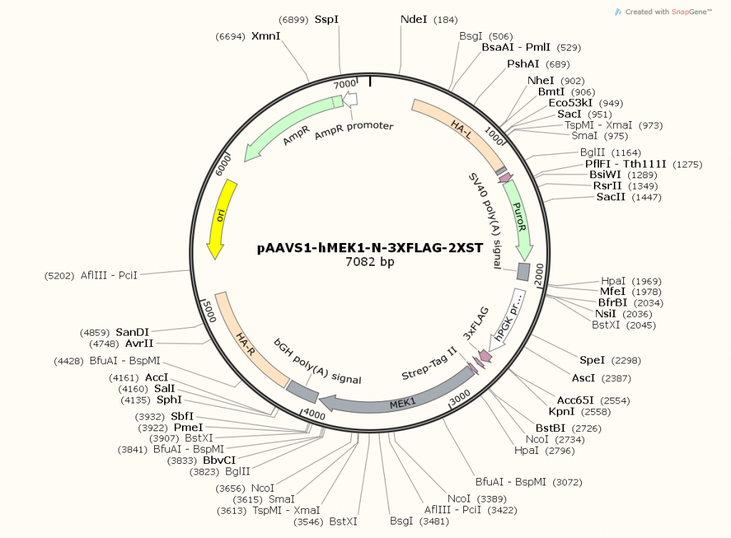 Protein-protein interactions – Zakian Lab iPSC collection